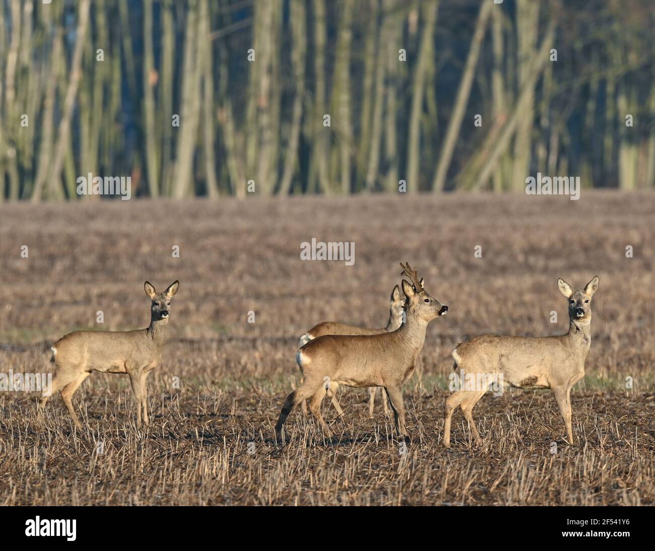Mallnow, Germany. 19th Mar, 2021. A roebuck (M) and three female roe ...