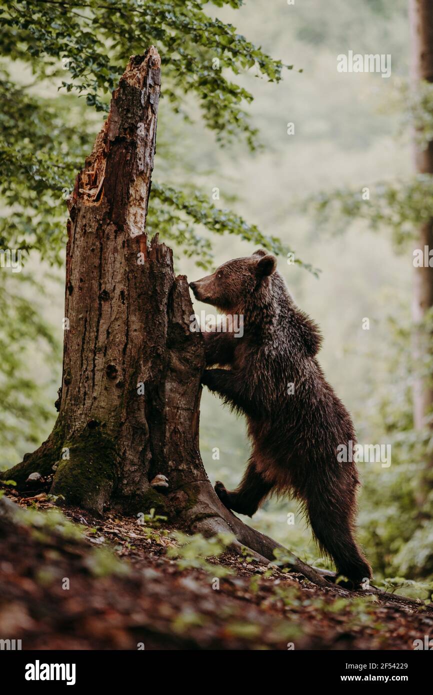 Bear stand hi-res stock photography and images - Alamy