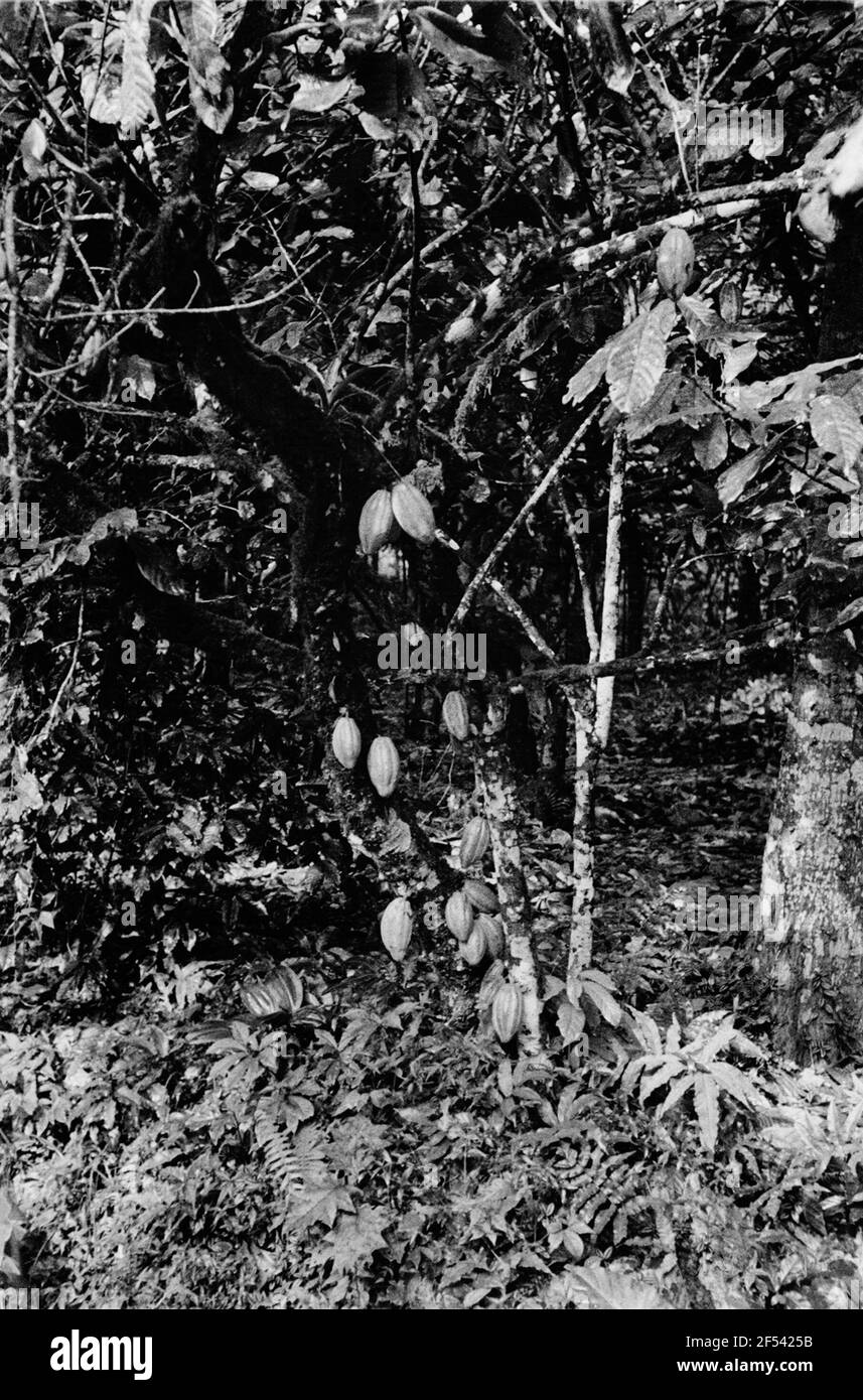 Travel Photos Caribbean. Trinidad. Cocoa tree with fruits Stock Photo ...