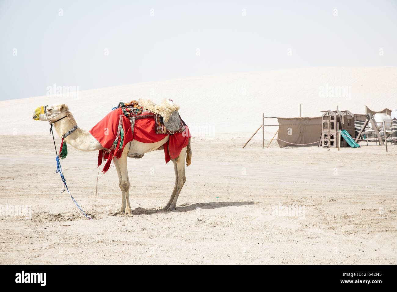 Desert Safari & Sealine Camp, Qatar Stock Photo - Alamy