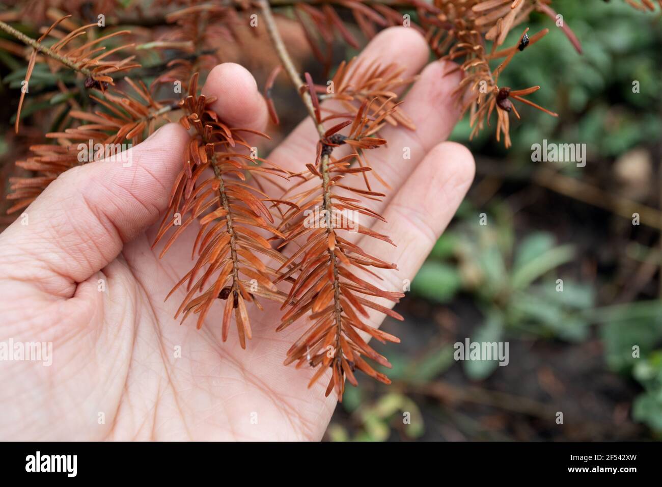 On palm of person is sick branch of coniferous plant from burn became ...