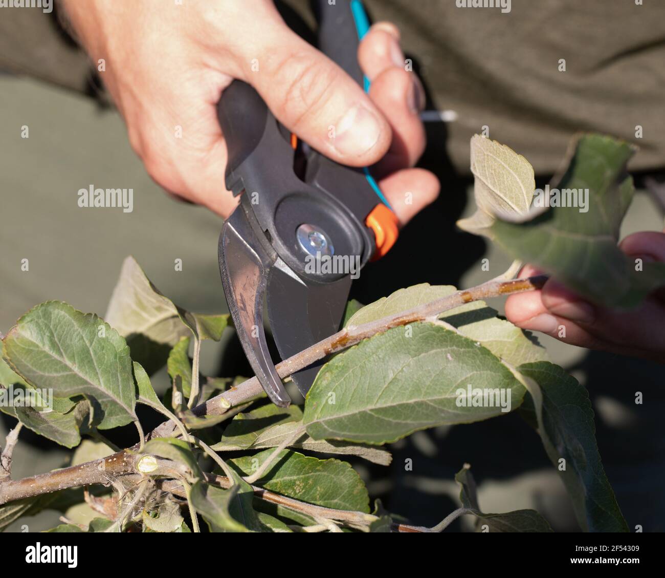 People cutting a hedge in the garden. Home and garden decoration ...