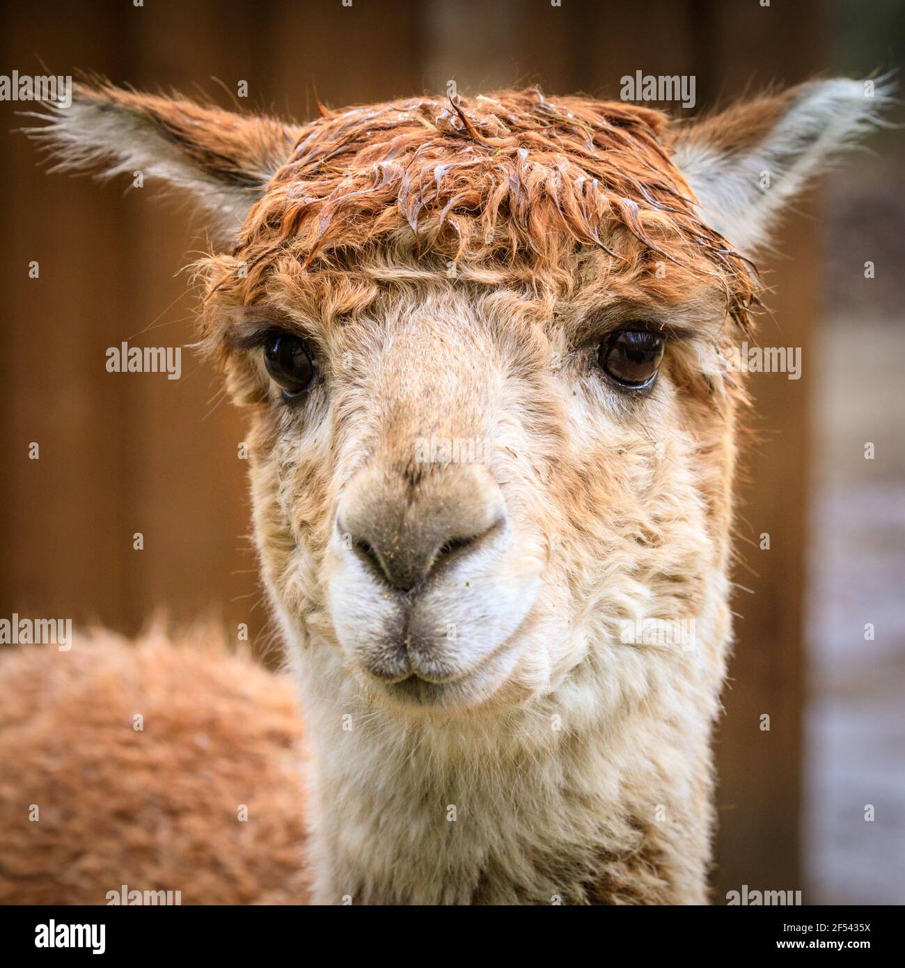 Funny face alpaca hi-res stock photography and images - Alamy