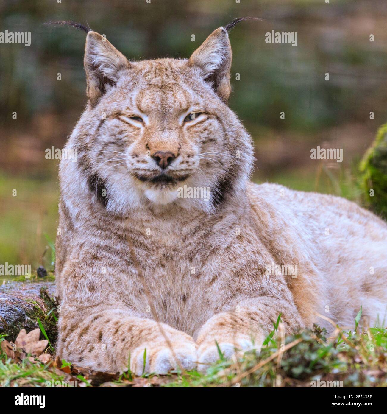 Eurasian lynx (Lynx lynx) close up portrait, relaxed resting wild cat ...