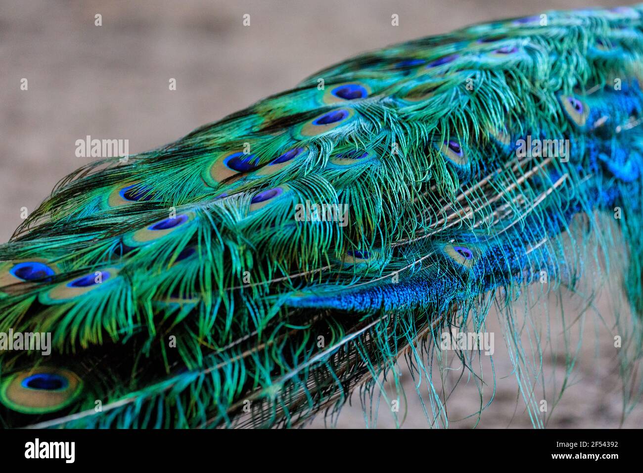 Peacock feathers, colourful male peafowl iridescent feathers with eyes ...