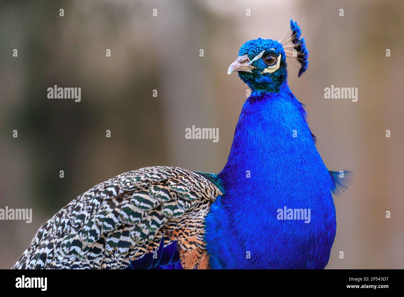 Peafowl colors hi-res stock photography and images - Alamy