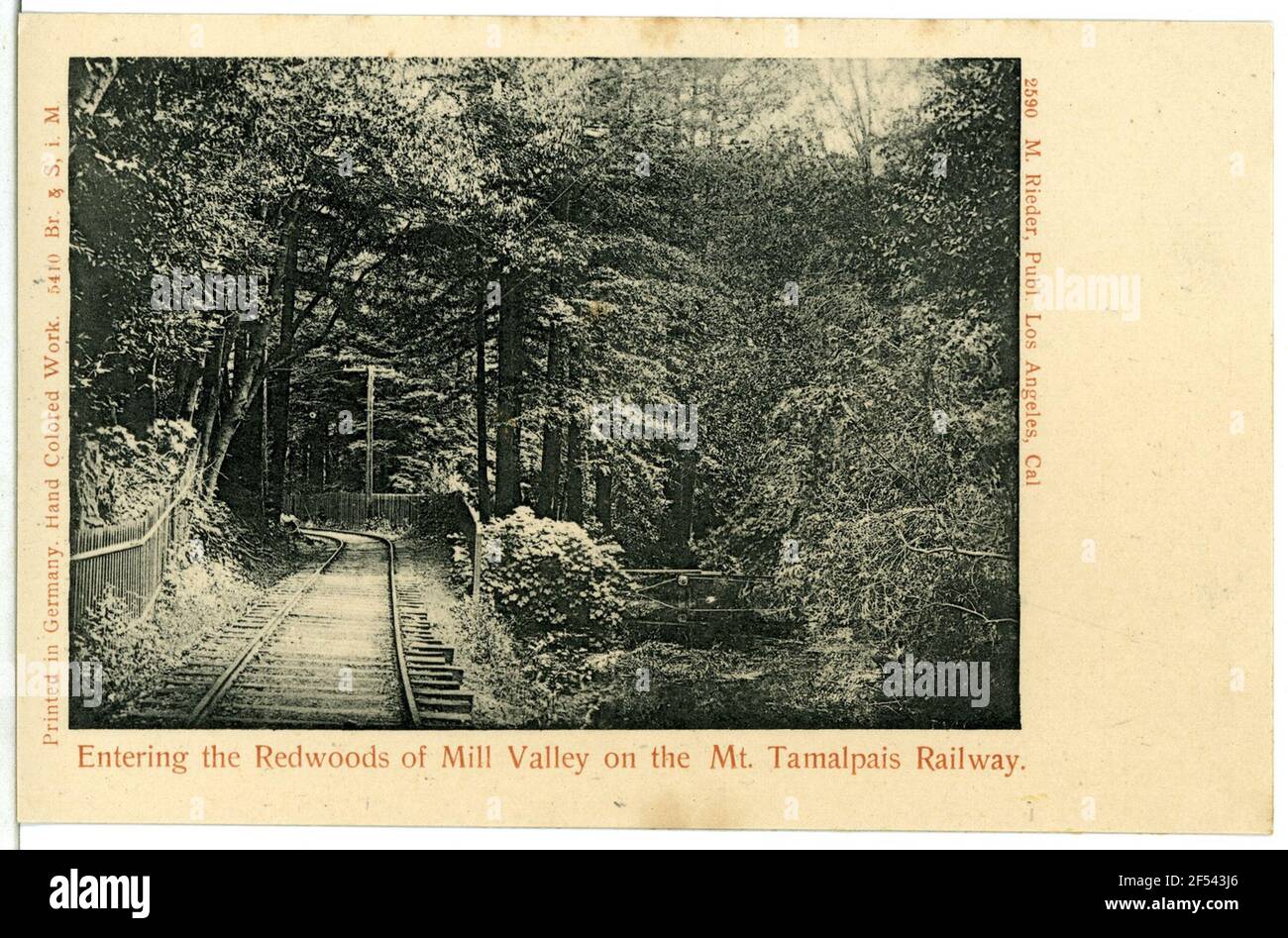 Entering the Redwoods of Mill Valley on the Mt. Tamalpais Railway Mill ...