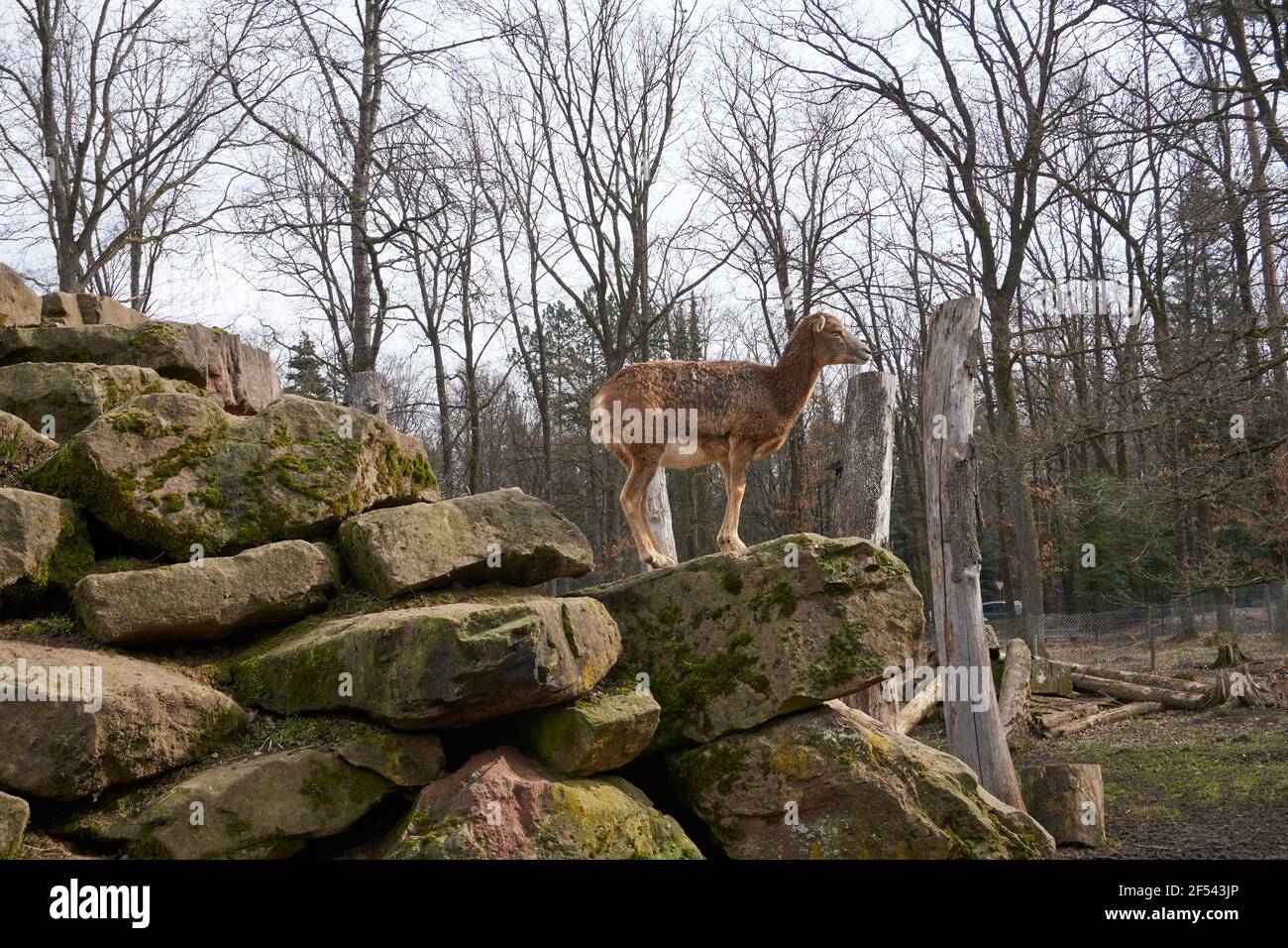 Muflon female hi-res stock photography and images - Alamy