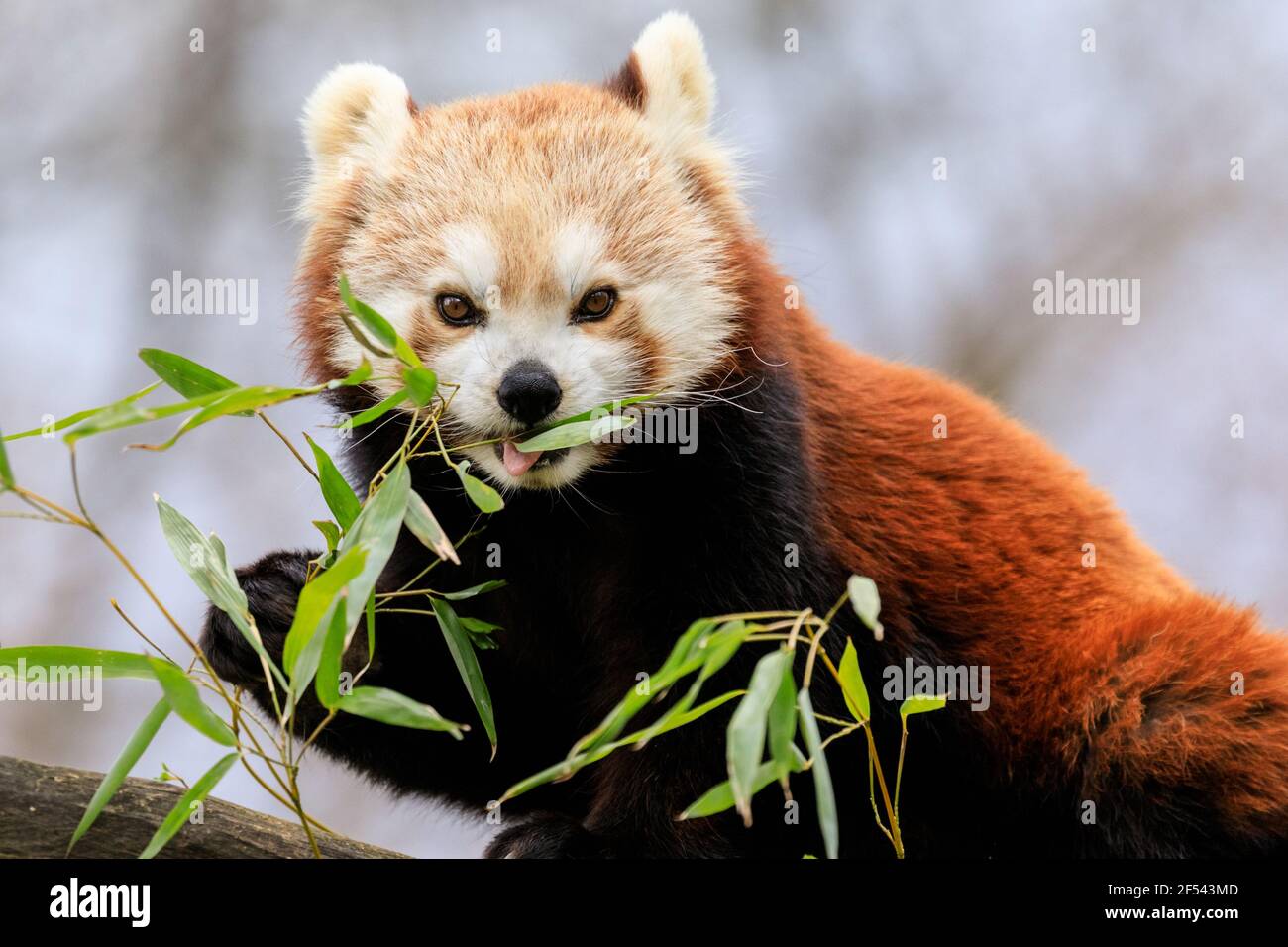 Furry red panda hi-res stock photography and images - Alamy