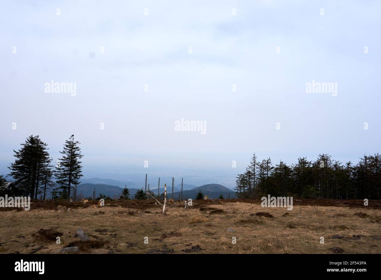 Dry yellow field on the background of fir trees and buildings under the ...