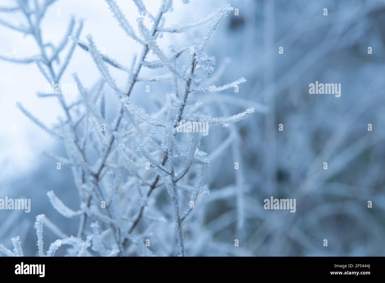 Tree branch covered with snow and frost in the winter forest. Winter ...