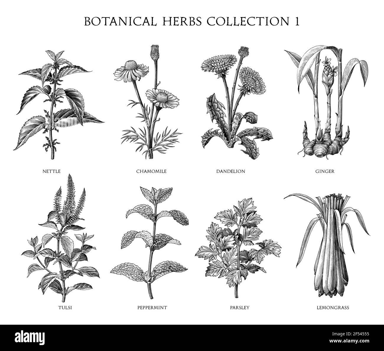 Botanical herbs collection hand draw engraving style black and white ... Botanical herbs collection hand draw engraving style black and white ...