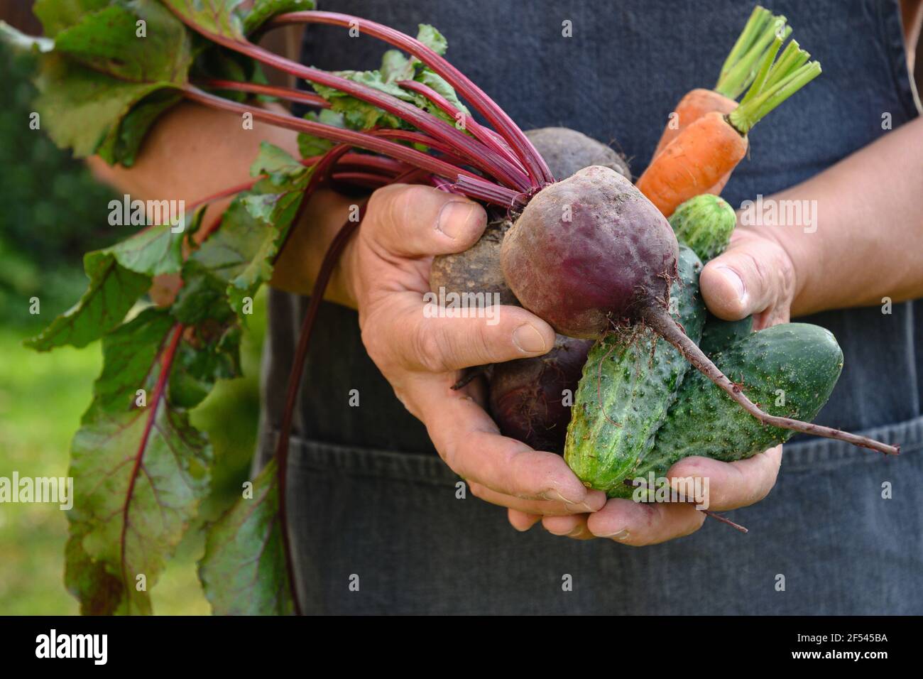 A man holds homegrown organic vegetables, beets, cucumbers, carrots in ...