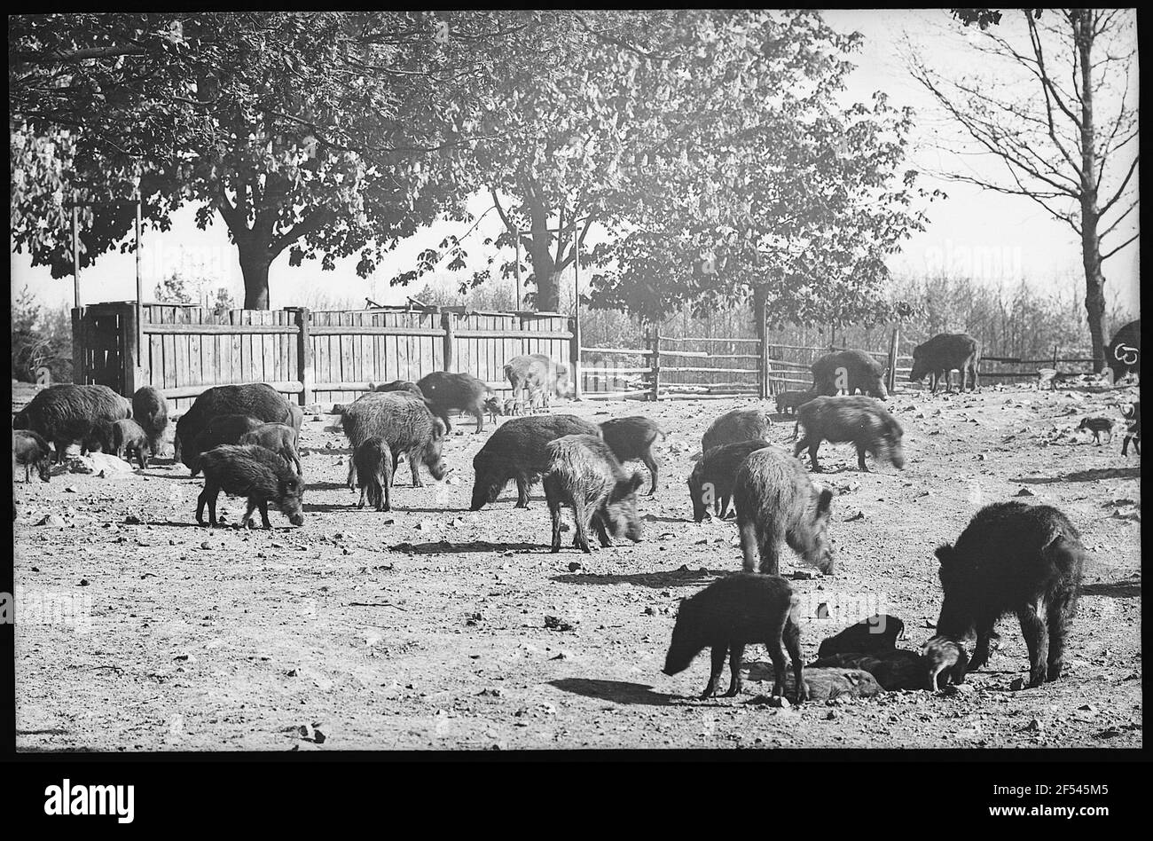Moritzburg. Feeding the wild boar Stock Photo - Alamy