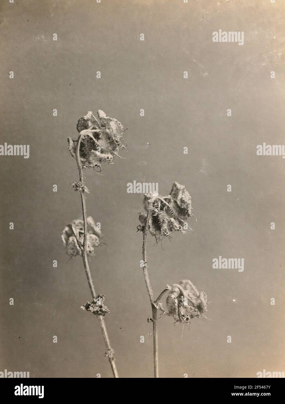 Marien-Glockenflume (Campanula Medium L.), seed capsules Stock Photo ...