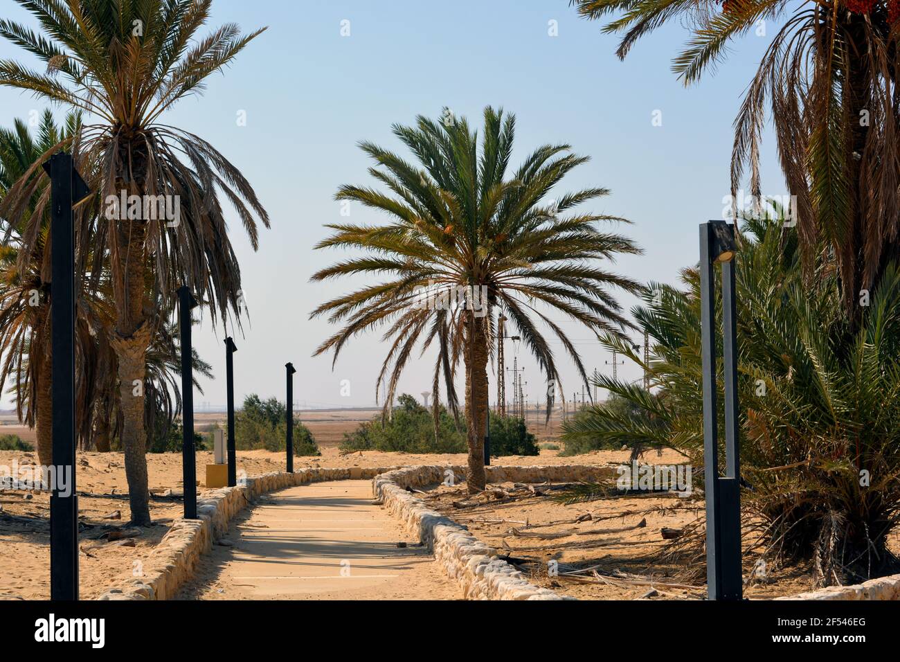 Moses Springs, Water wells and palms in Sinai Peninsula, Ras Sidr ...