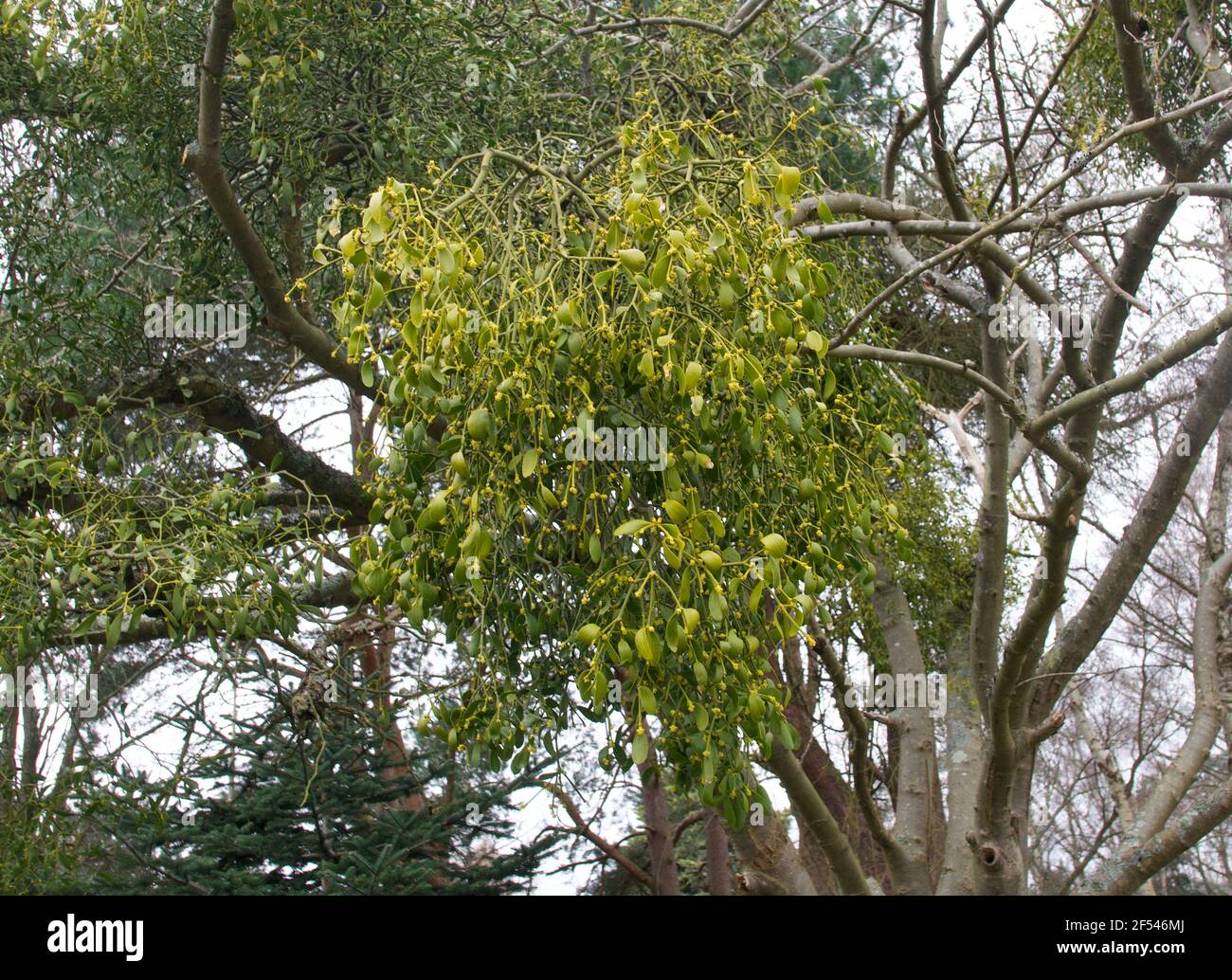 Healthy mistletoe bush growing in a tree in the forest Stock Photo - Alamy