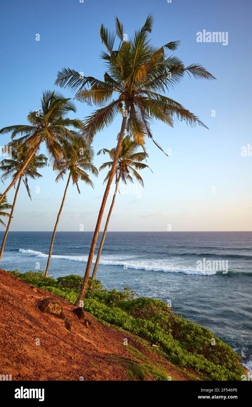 Beautiful sunset beach trees hi-res stock photography and images - Alamy