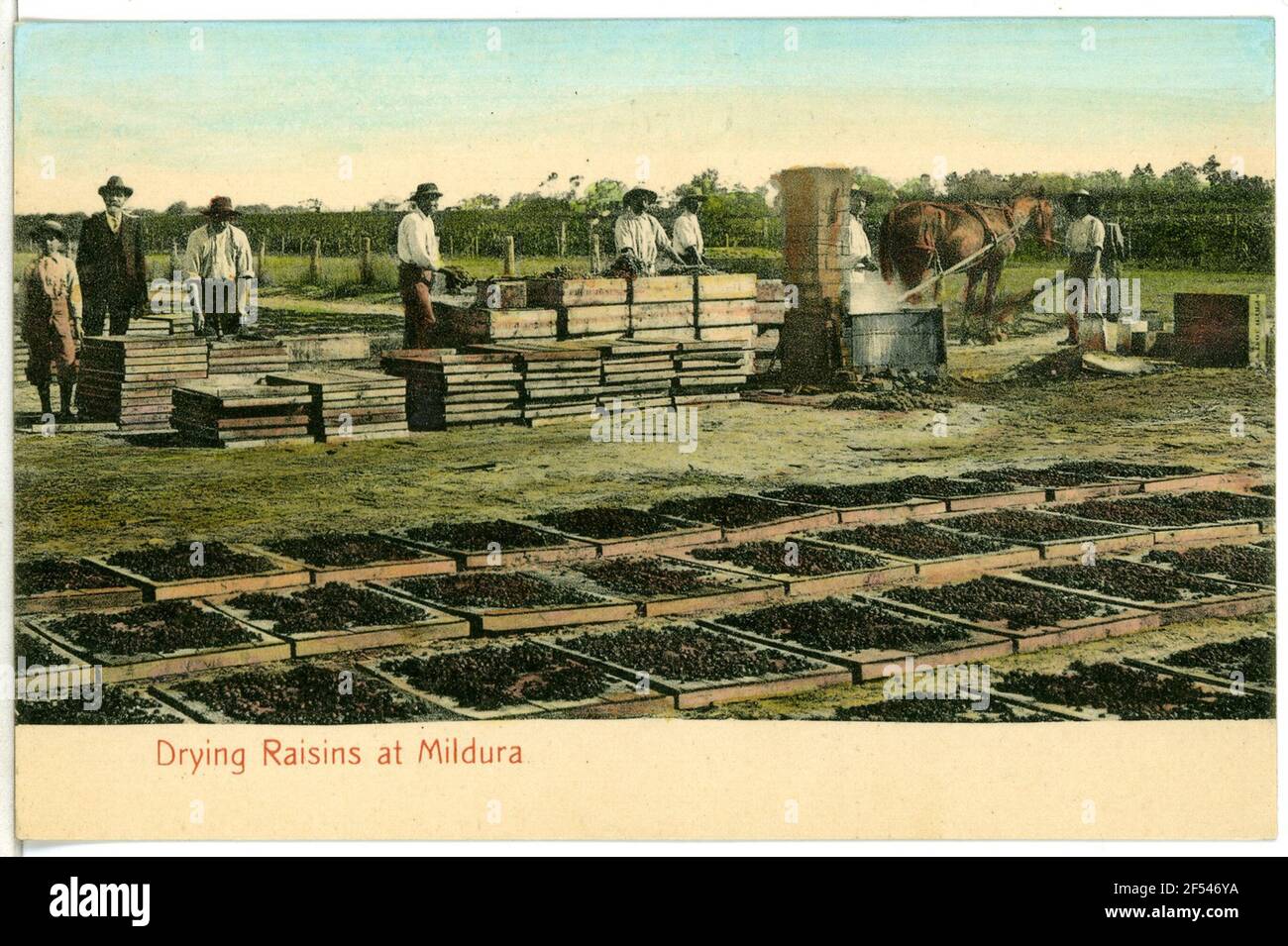 Raisin production process hi-res stock photography and images - Alamy