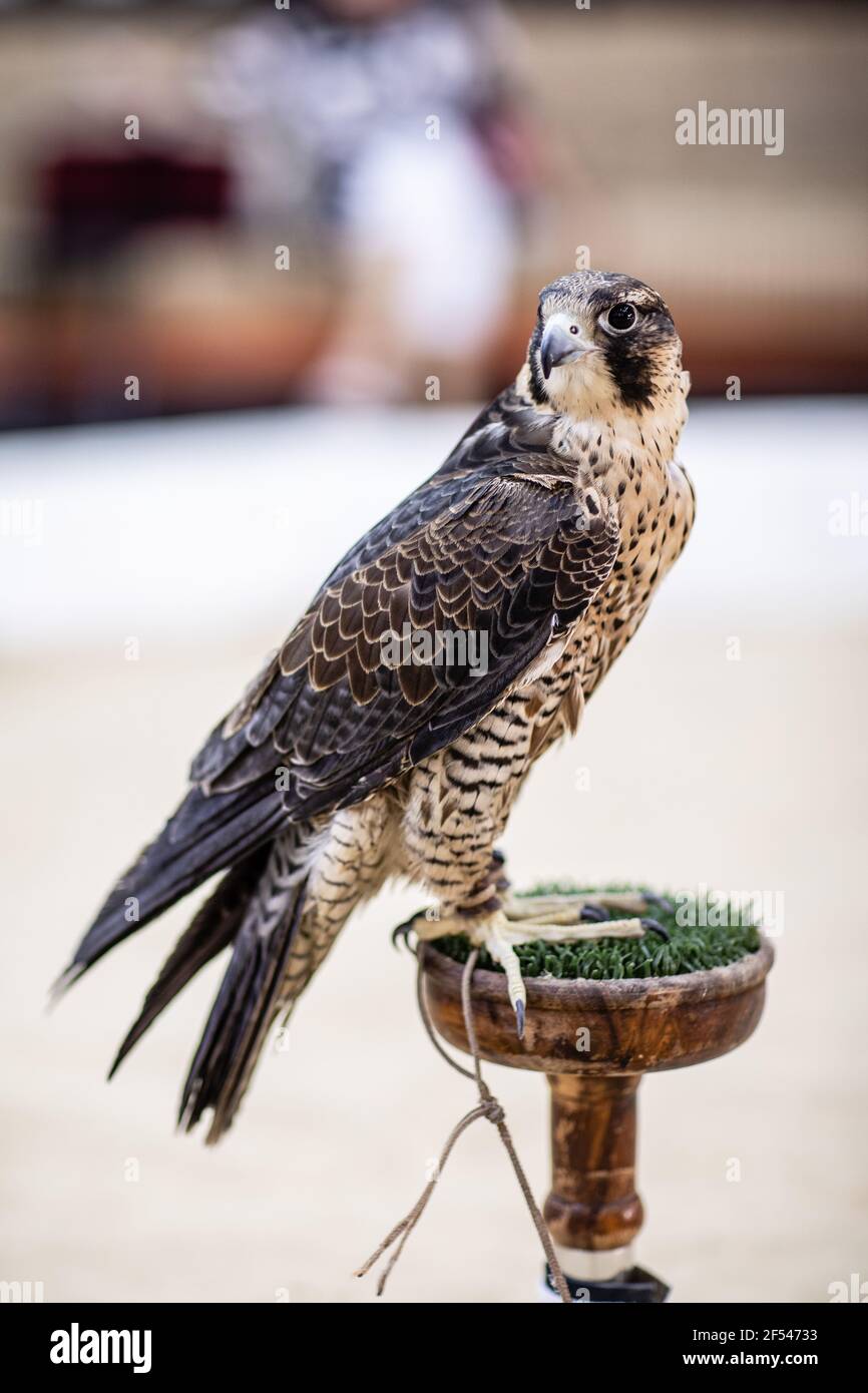 Falcon Souq, Doha, Qatar Stock Photo - Alamy