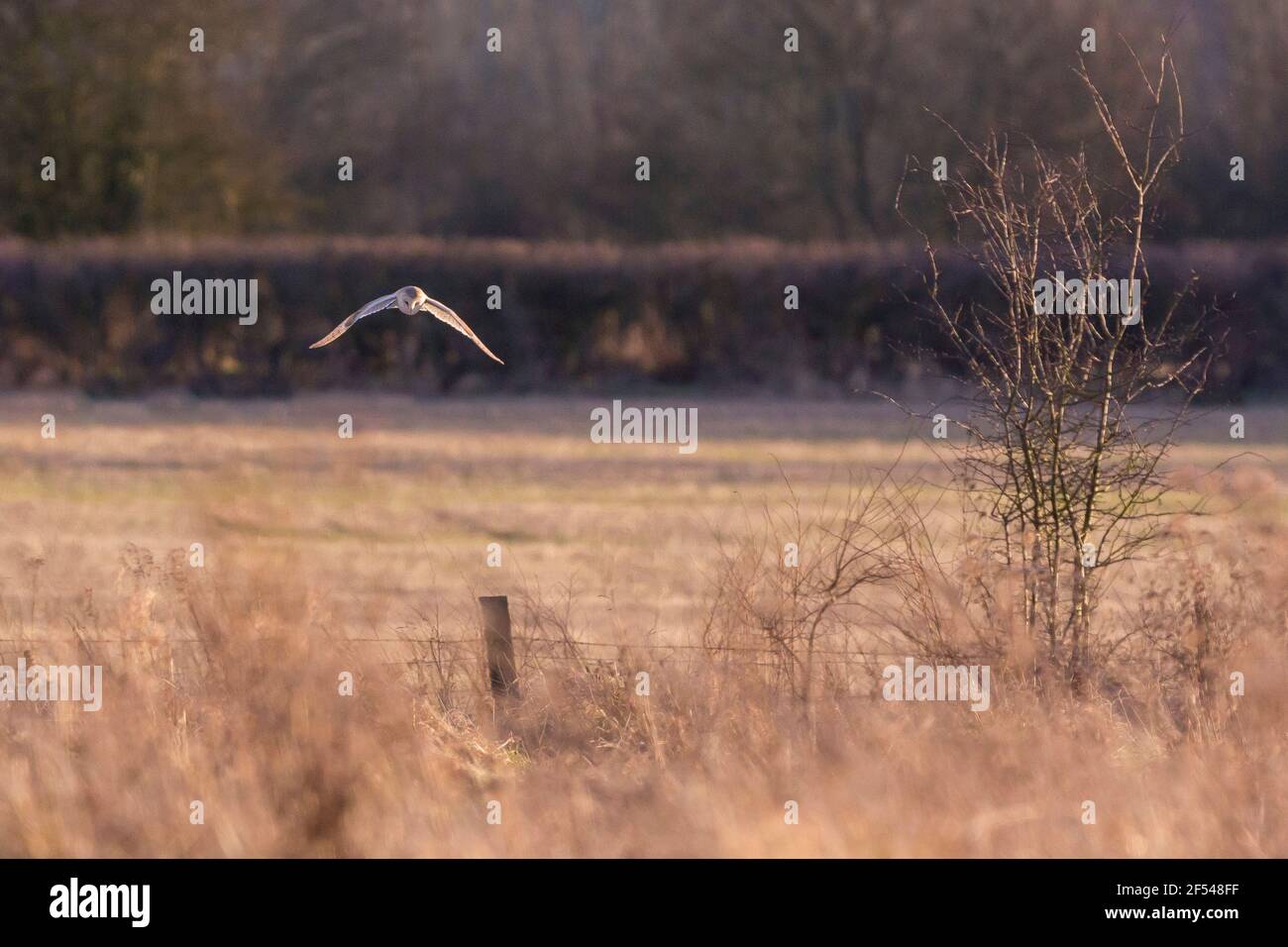 A single Barn Owl hunting over open countryside, late evening ...