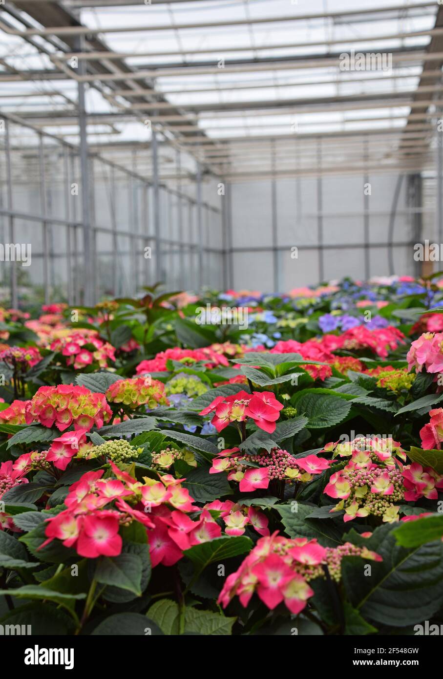 Close up fresh red, purple and pink potted hydrangea or hortensia ...