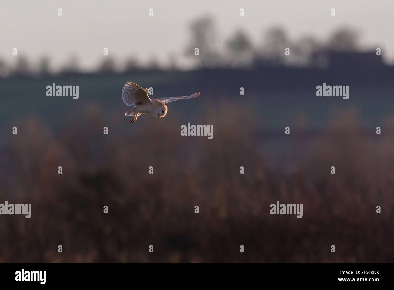 A single Barn Owl hunting over open countryside, late evening ...