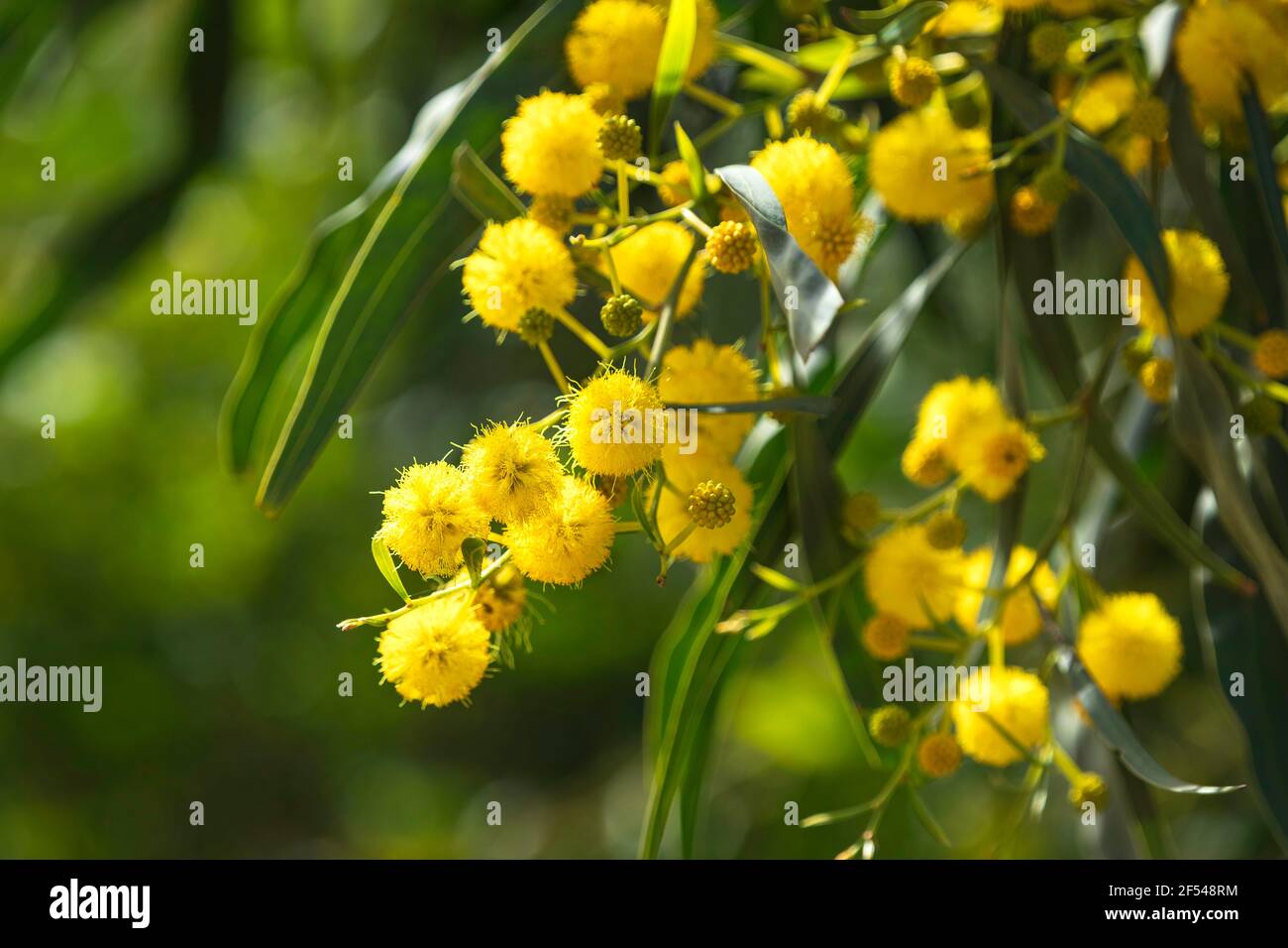 Yellow flowers of acacia saligna Golden Wreath Wattle tree close-up on ...