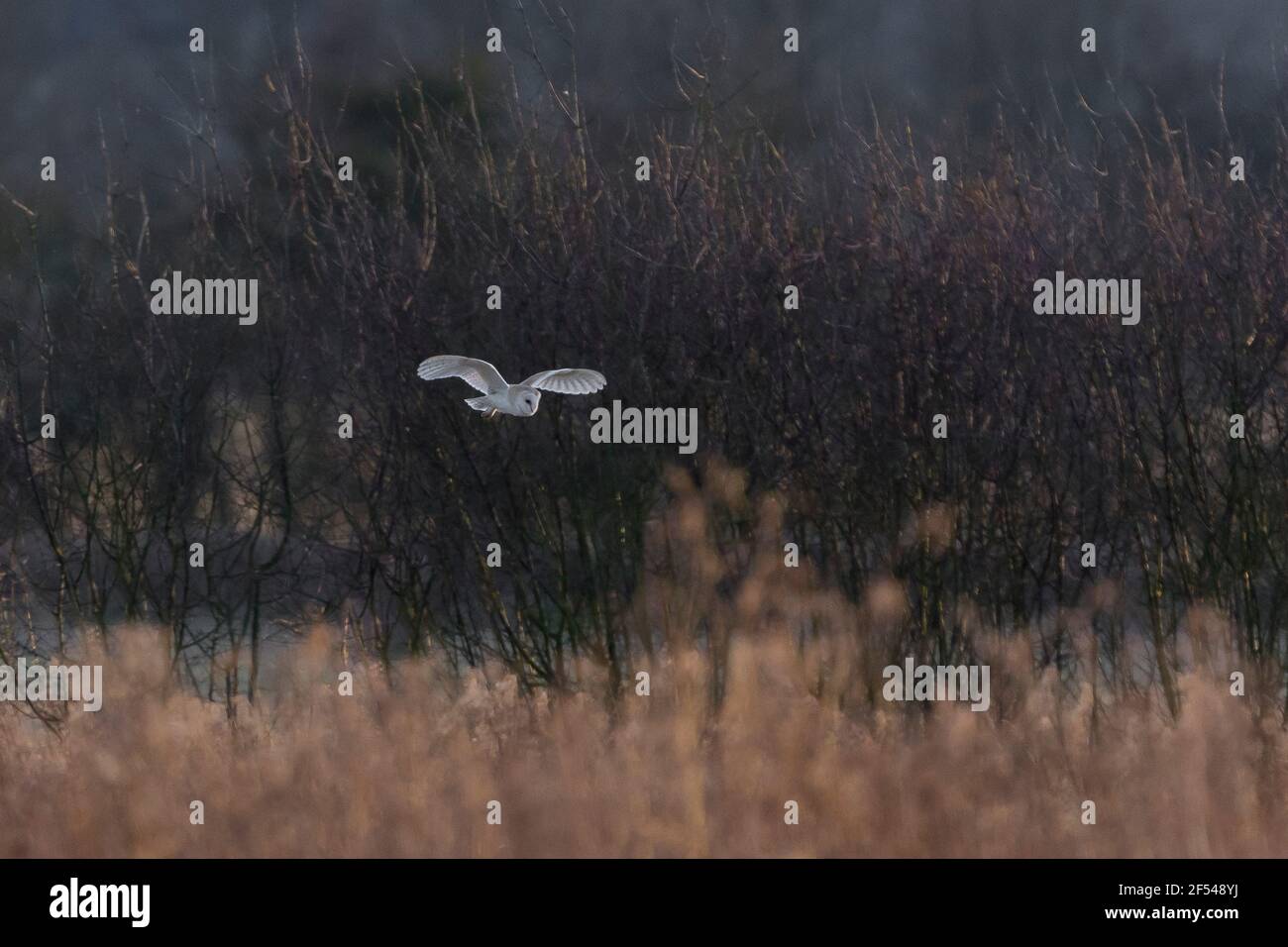 A single Barn Owl hunting over open countryside, late evening ...