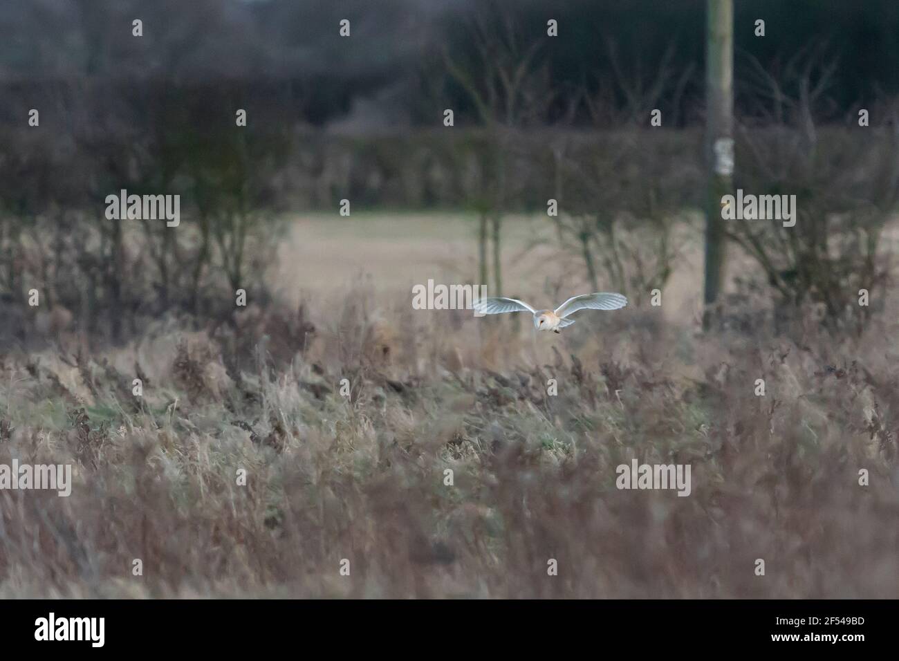 ISO5000, A single Barn Owl hunting over open countryside, late evening ...