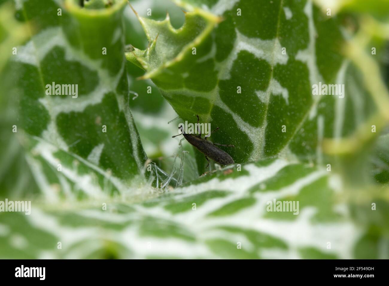 Cruciferous bug hi-res stock photography and images - Alamy