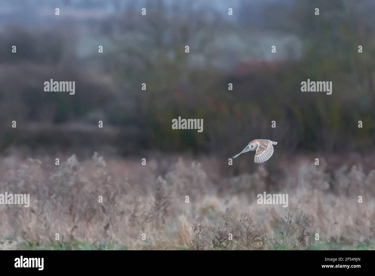 ISO5000, A single Barn Owl hunting over open countryside, late evening ...