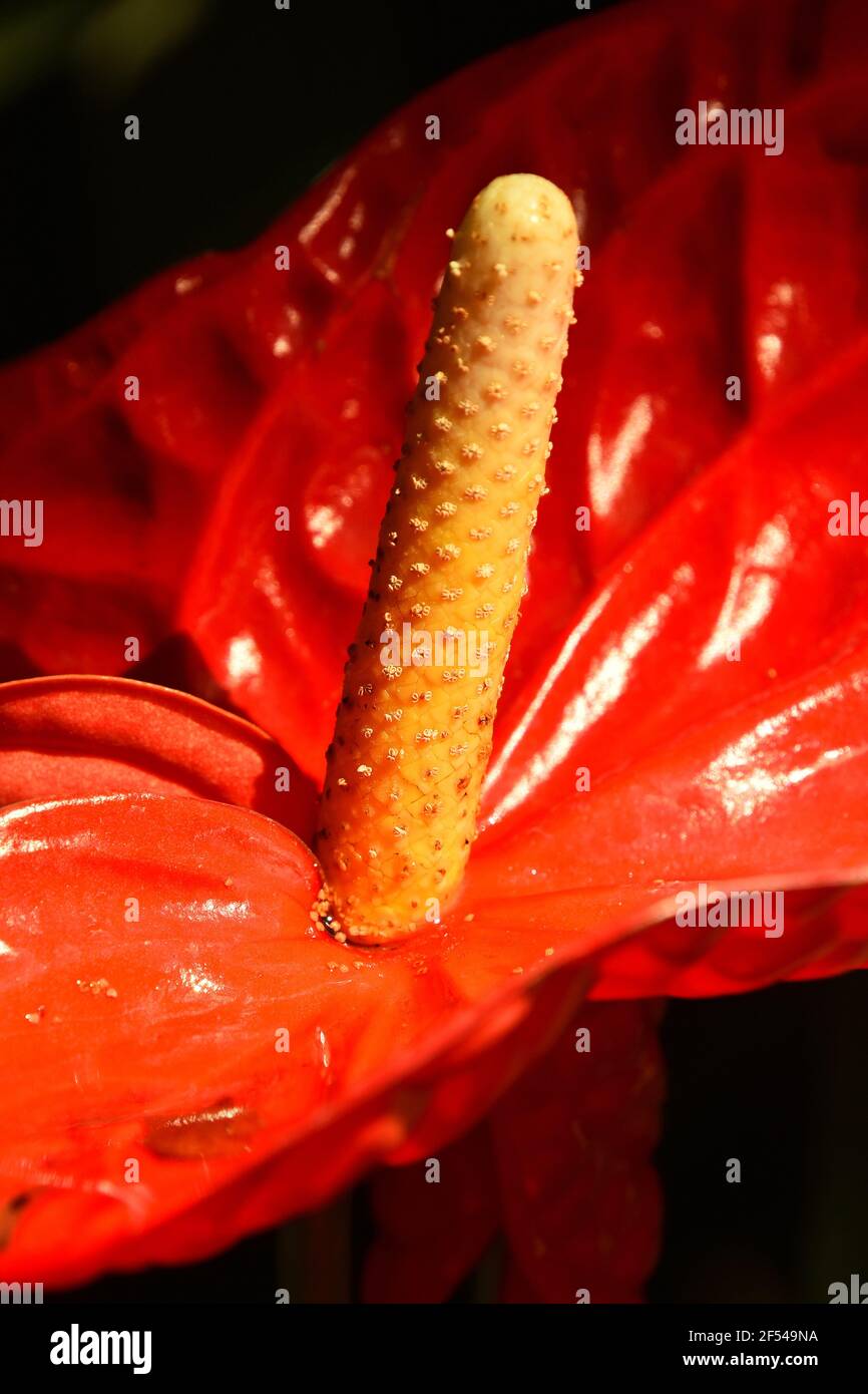 Close up one red tropical Anthurium flower with spadix and spathe ...