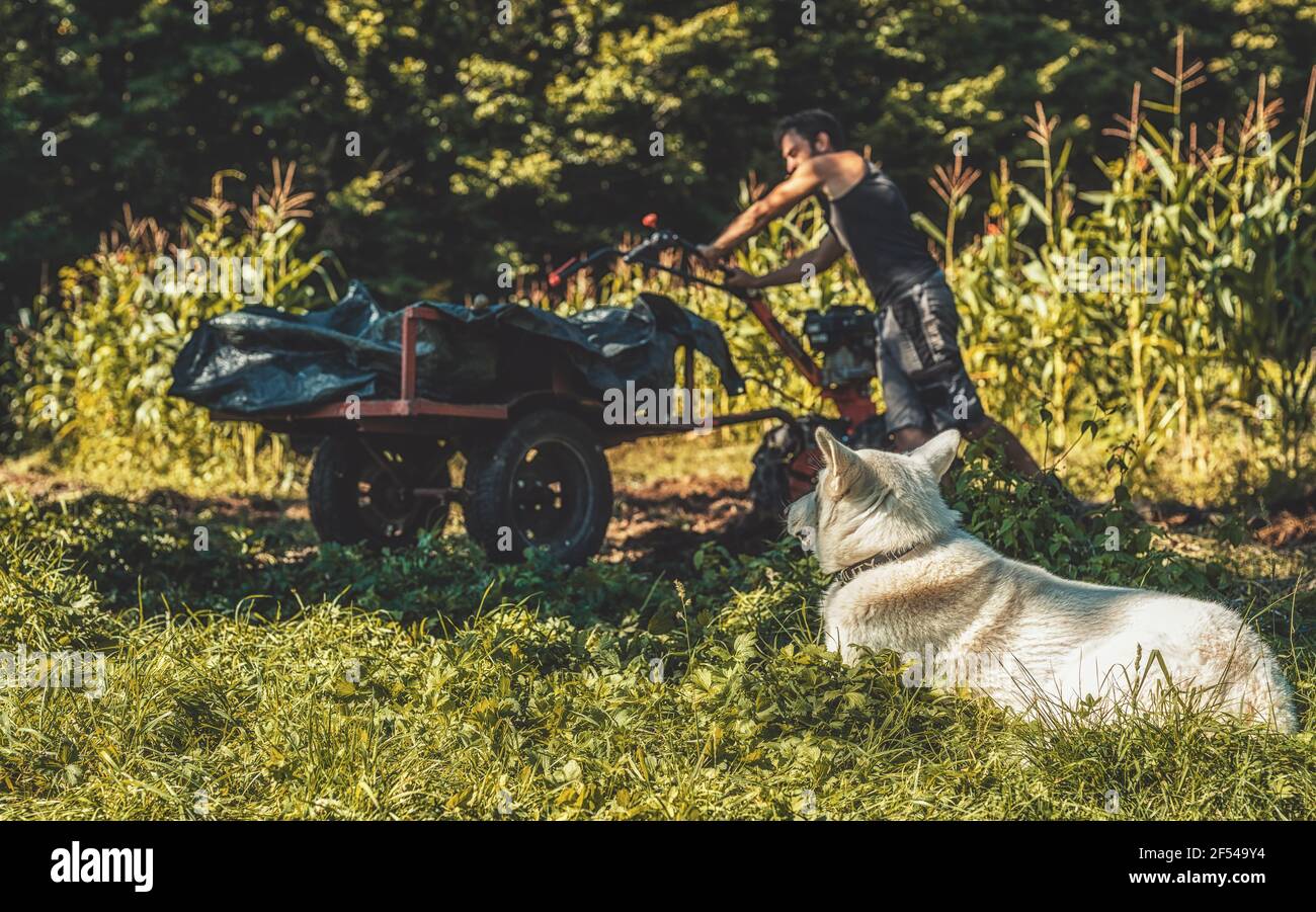 man on a small tractor, farmer at work Stock Photo - Alamy