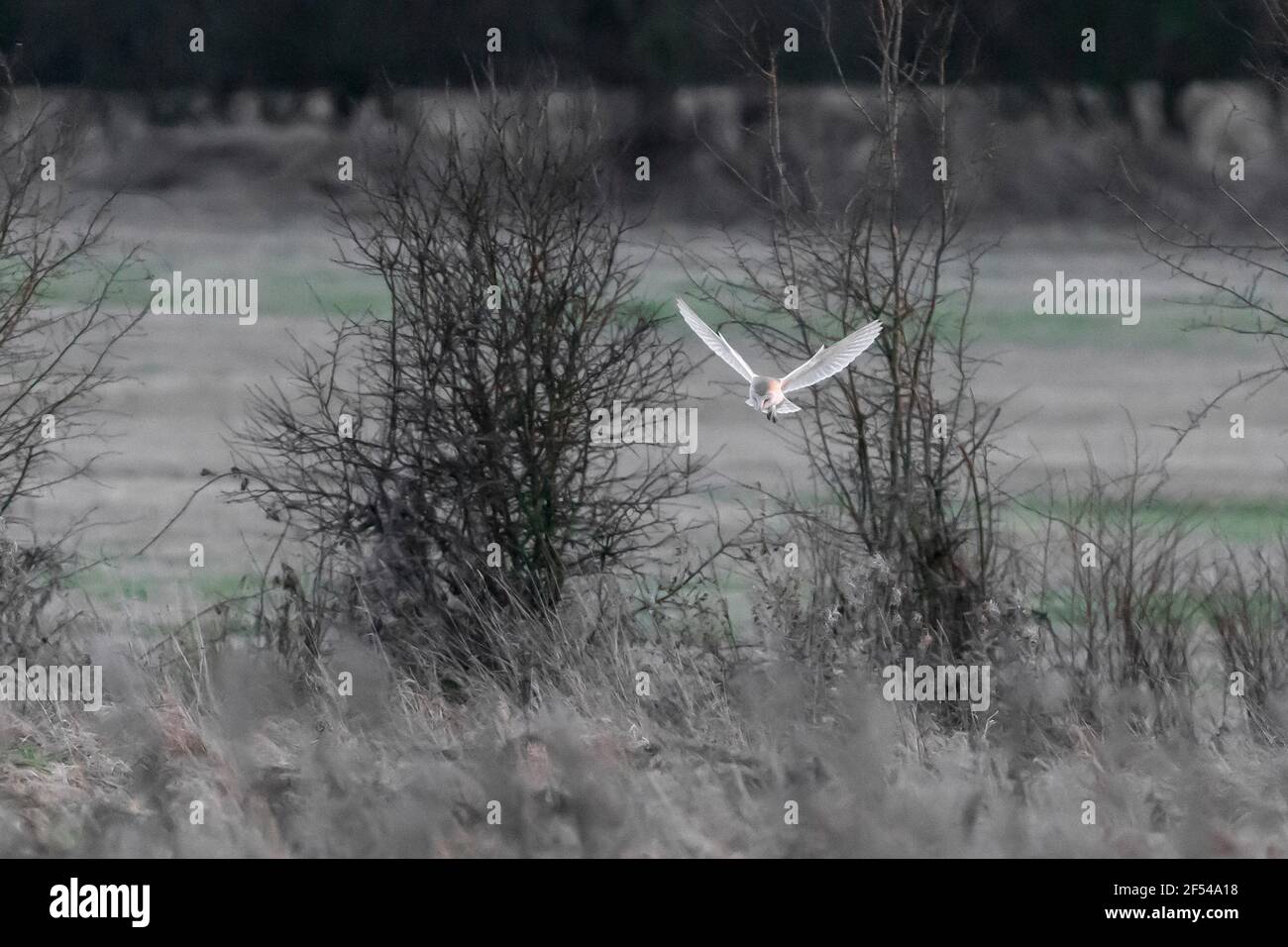 ISO6400, A single Barn Owl hunting over open countryside, late evening ...