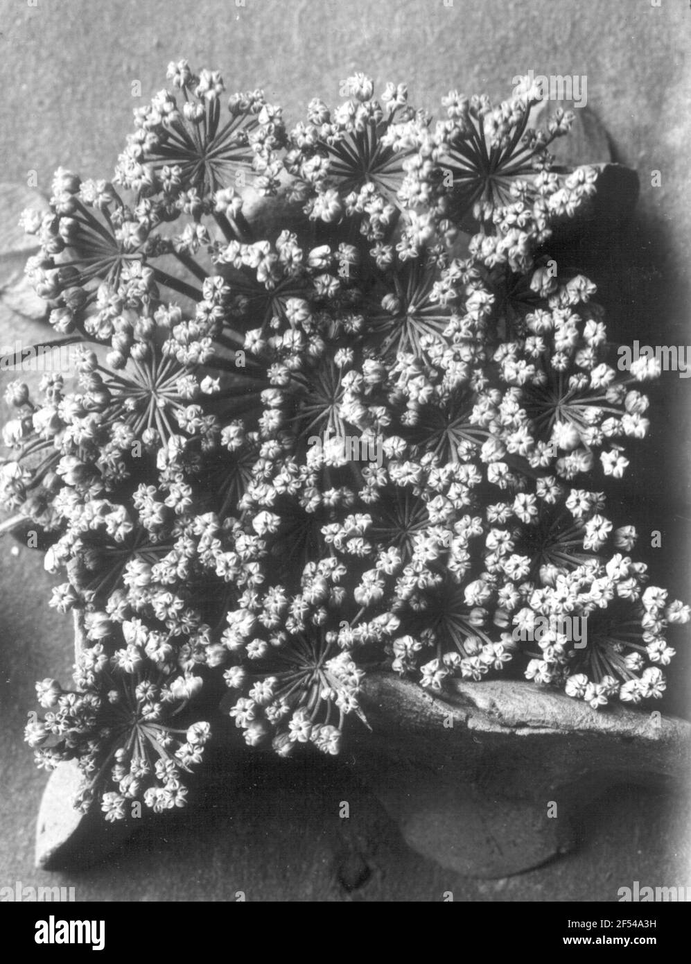 Silaus Pratensis High Resolution Stock Photography and Images - Alamy