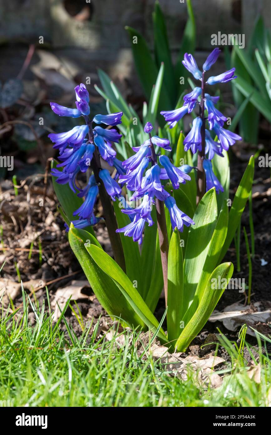 Blue Hyacinth in flowerin a back garden border, Northampton, England ...