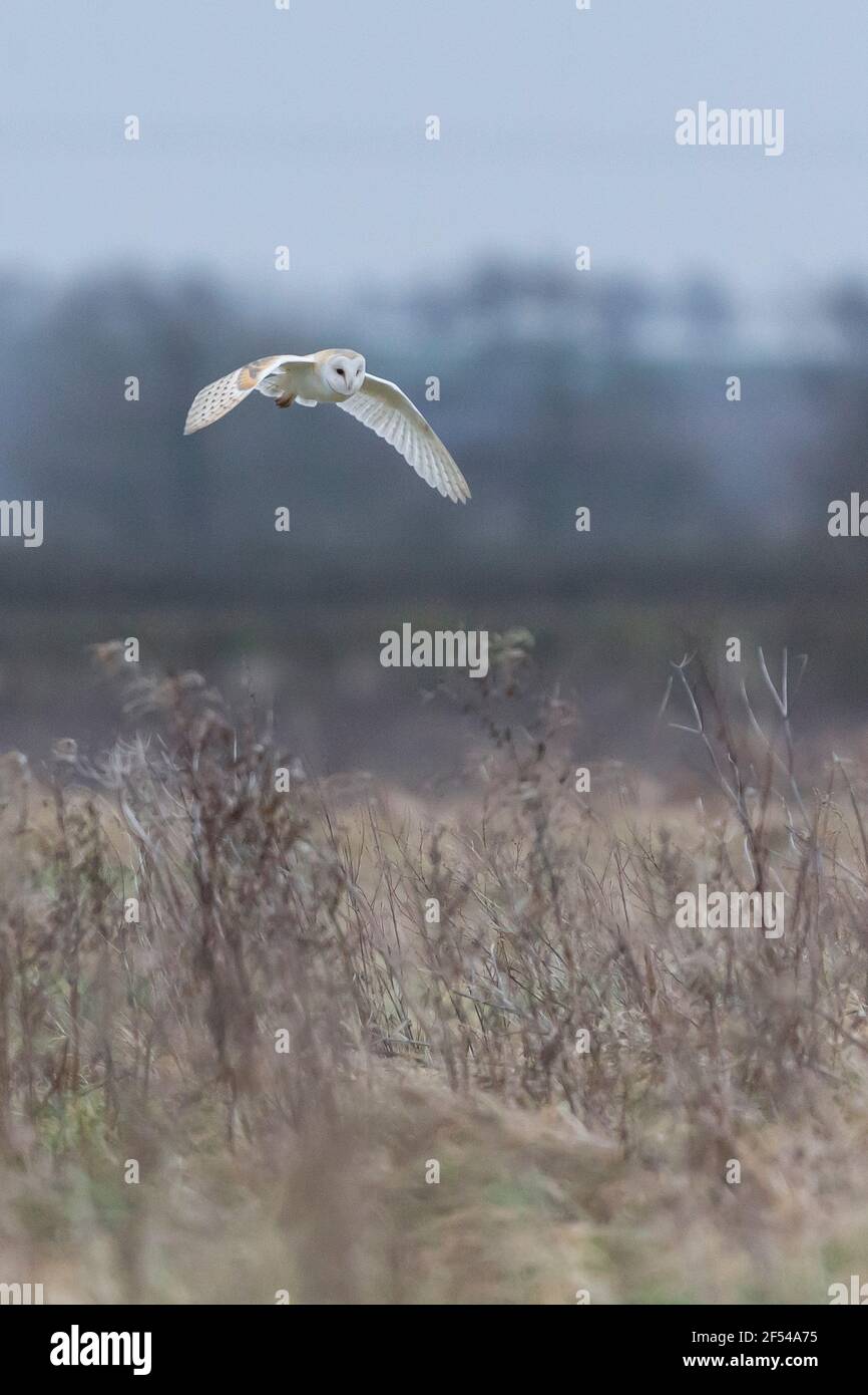 ISO3200, A single Barn Owl hunting over open countryside, early morning ...
