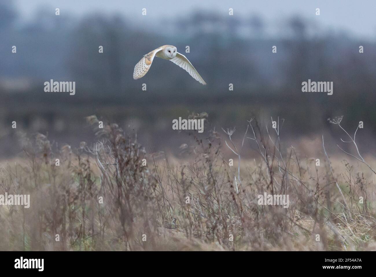 ISO3200, A single Barn Owl hunting over open countryside, early morning ...