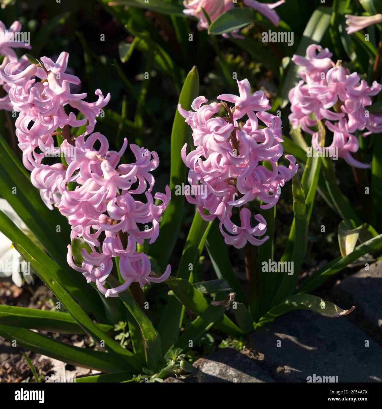A group of pink Hyacinths in the spring sunshine Stock Photo - Alamy