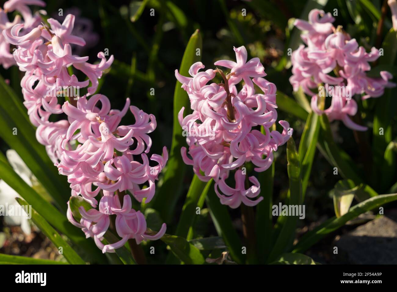 A group of pink Hyacinths in the spring sunshine Stock Photo - Alamy