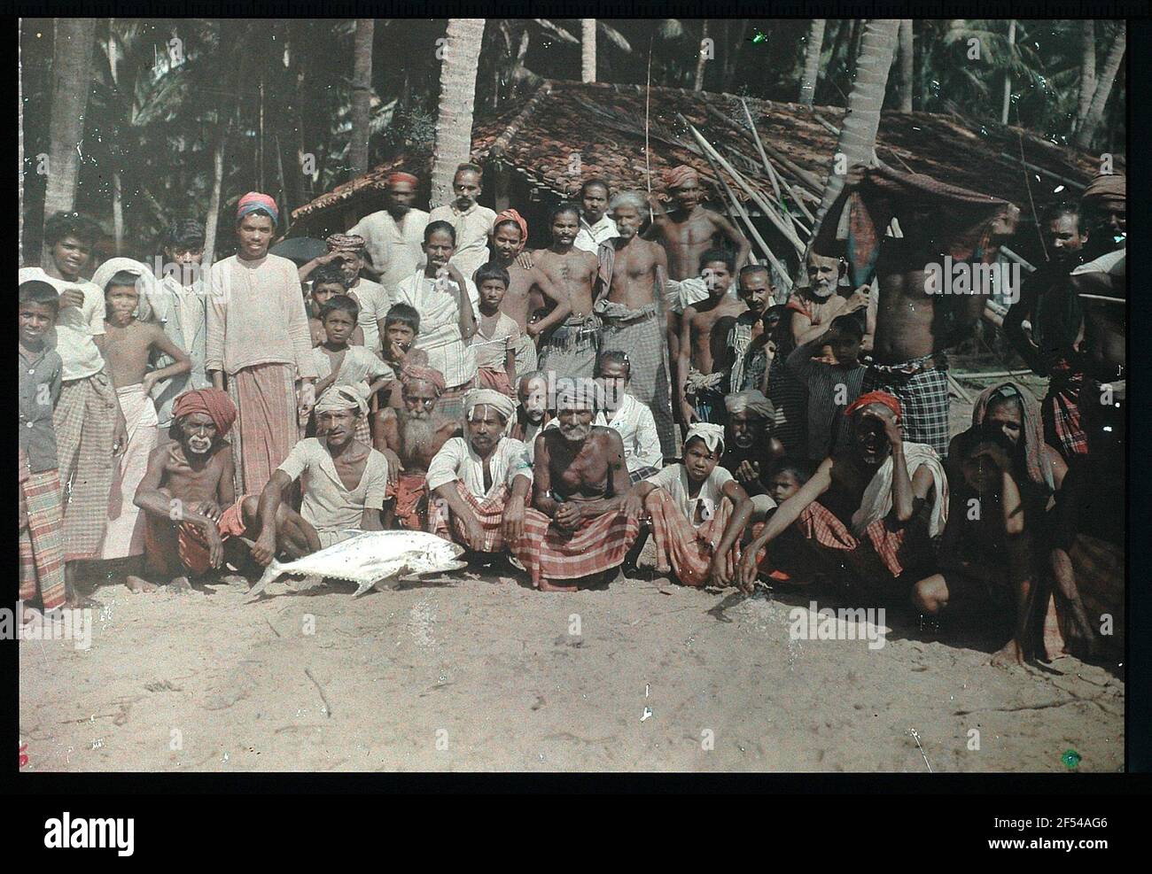 Mount Lavinia (Sri Lanka). Group formation of locals with larger fish ...