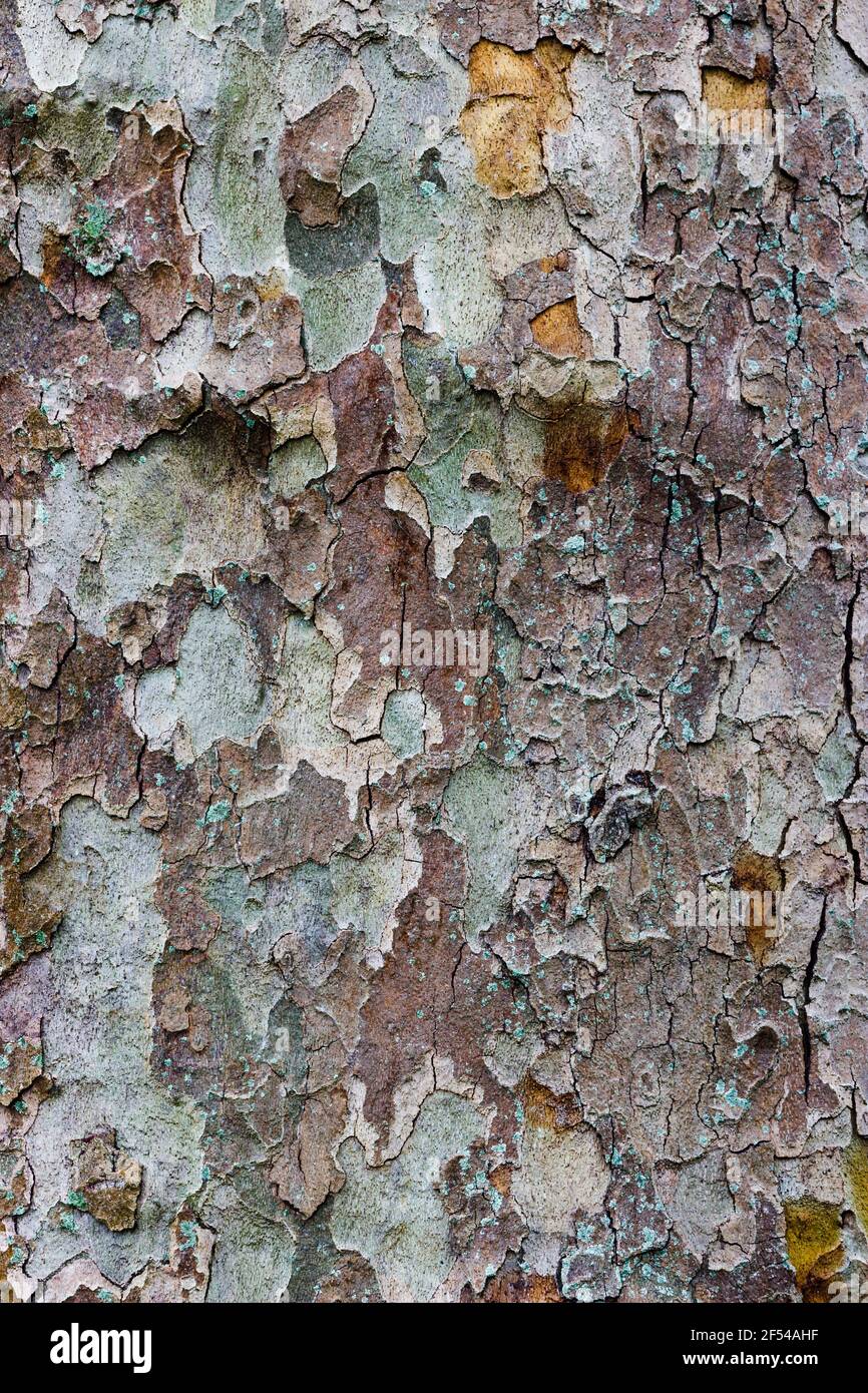 Detail of bark on a British plane tree Stock Photo - Alamy