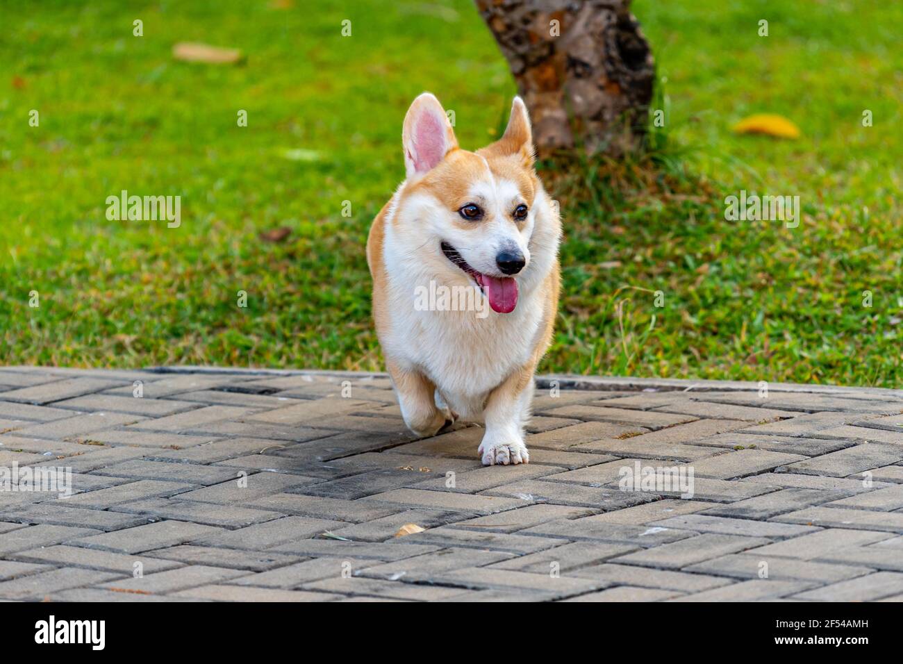 Fat dog corgi hi-res stock photography and images - Alamy