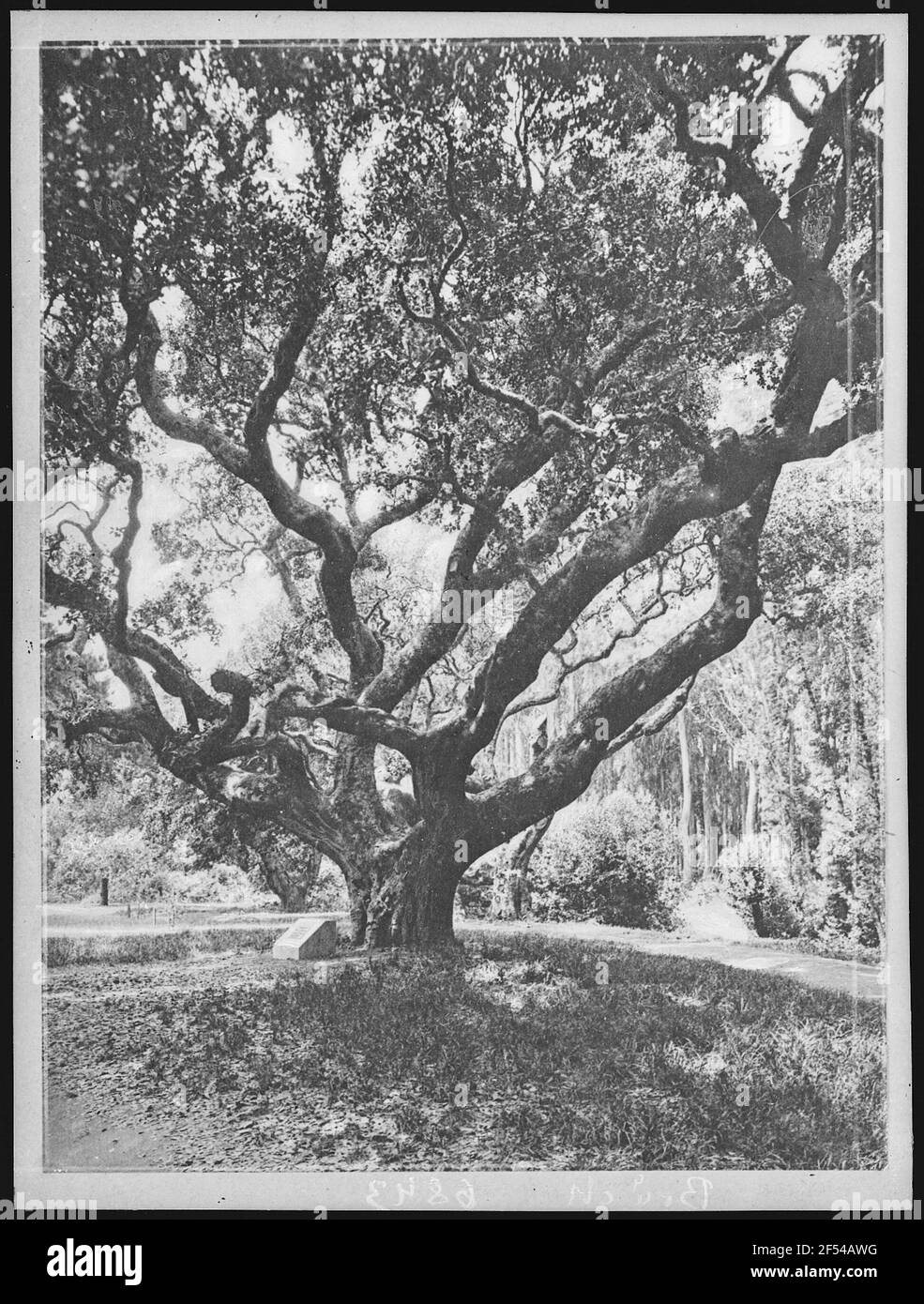 Le conte oak hi-res stock photography and images - Alamy