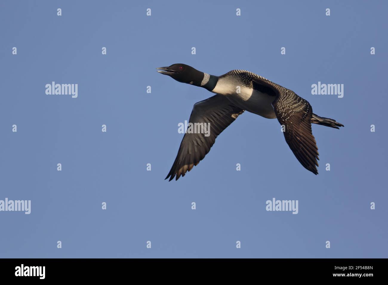 Loon Flying From Above