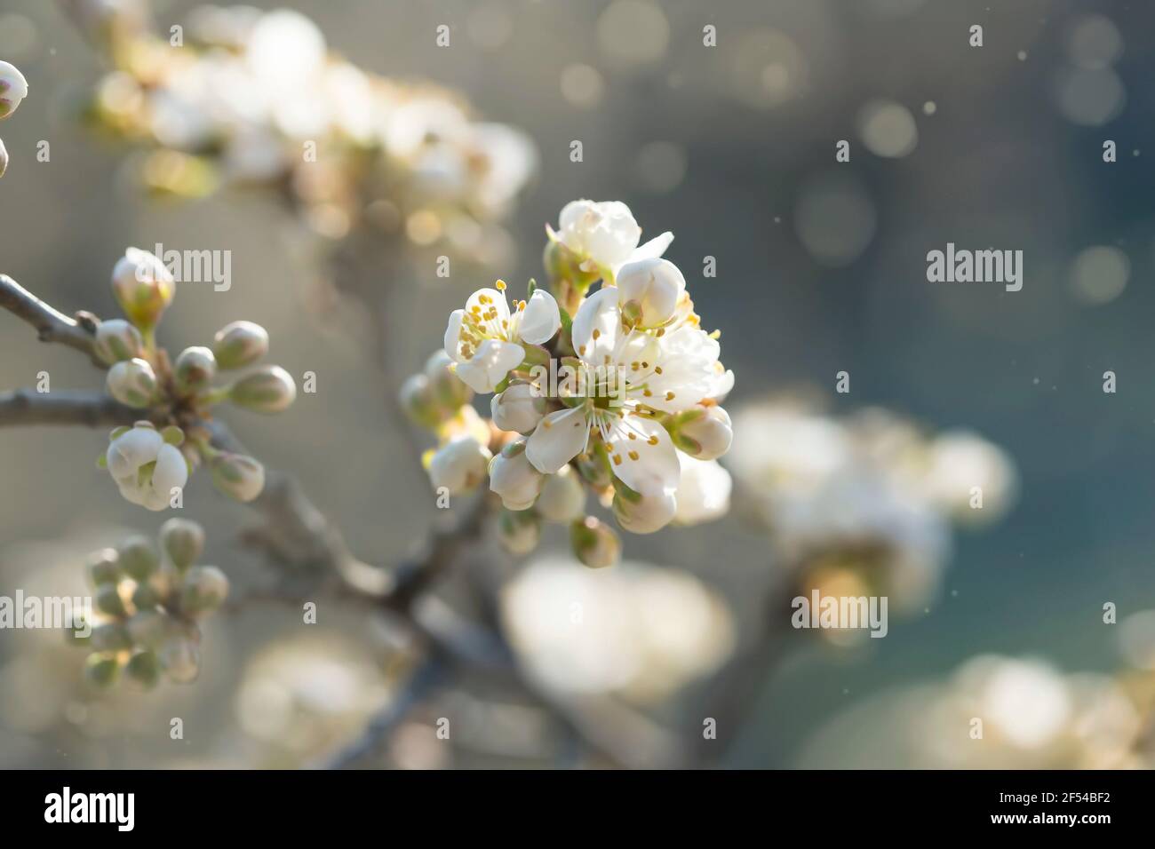 Spring blossoming trees closeup hi-res stock photography and images - Alamy