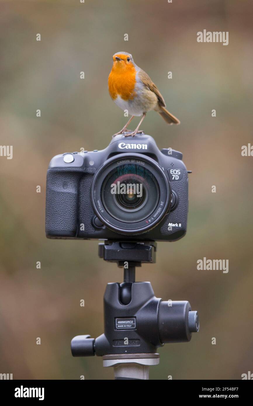 Bird snap hi-res stock photography and images - Alamy