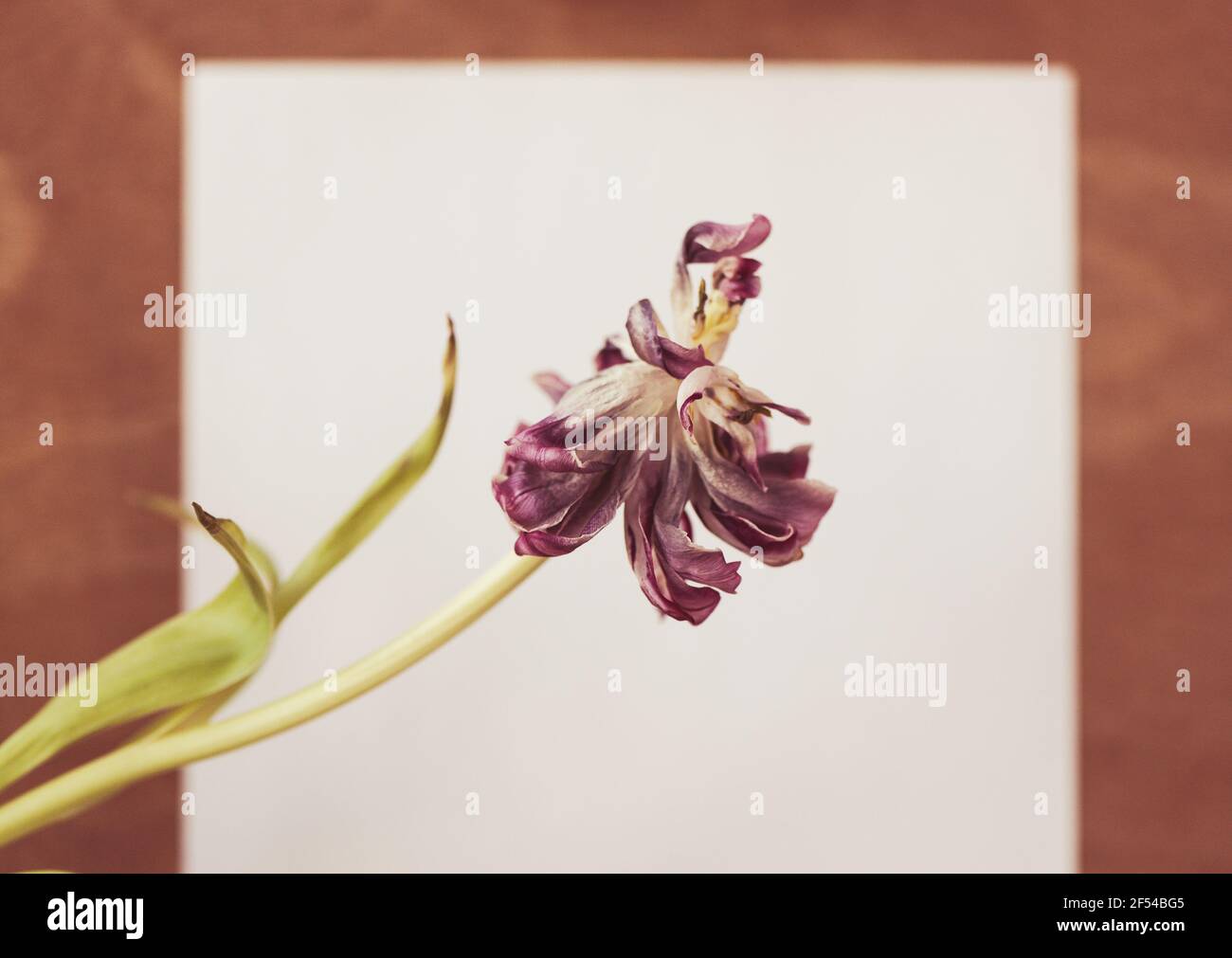 Seasonal farewell hi-res stock photography and images - Alamy