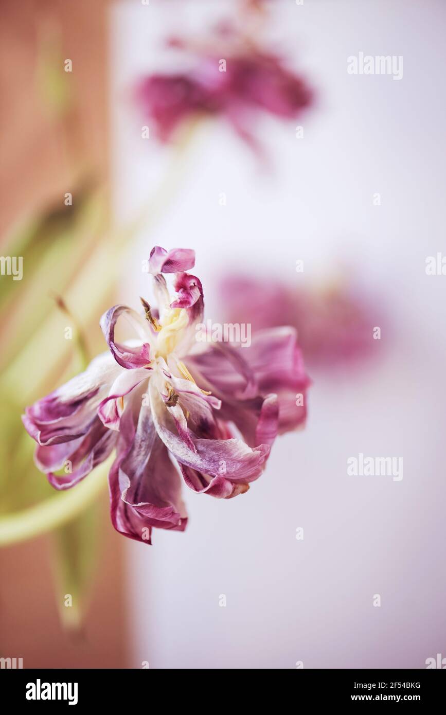 Old and withered plant hi-res stock photography and images - Alamy